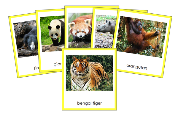 Asia Continent Bundle - Montessori Print Shop Digital Download