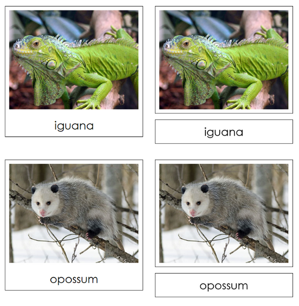 Animal Coverings Sorting (Scales, Feathers, Fur) - Montessori Print ...