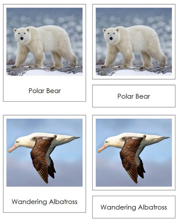 Arctic and Antarctic Animal Sorting - Montessori Print Shop Digital ...