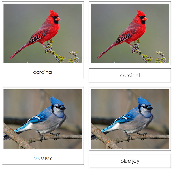 Backyard Birds Safari Toob Cards - Montessori Print Shop Digital Download