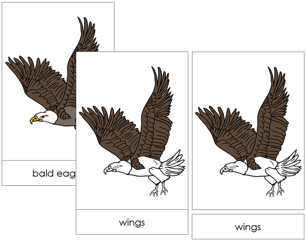Bald Eagle Nomenclature Cards - Montessori Print Shop