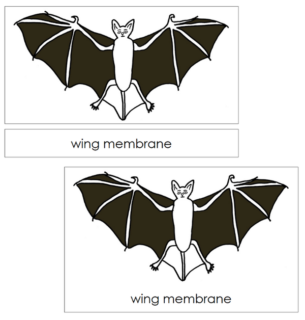 Parts of a Bat Nomenclature Cards - Montessori Print Shop Digital Download