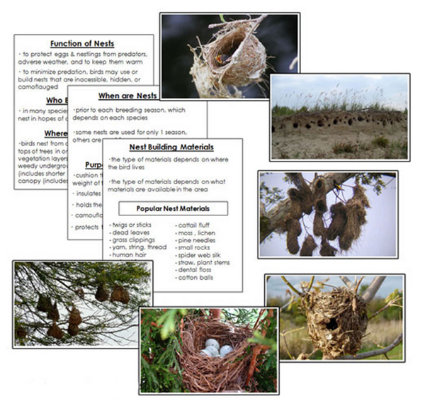 Bird Nest Information Cards - Montessori Print Shop Digital Download