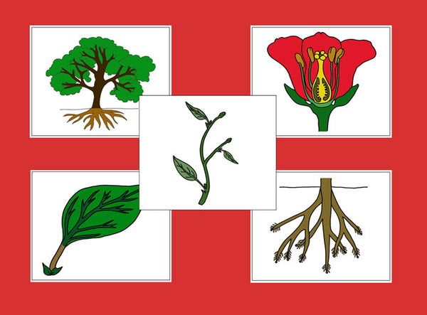 Botany Nomenclature Bundle Set 1 by Montessori Print Shop