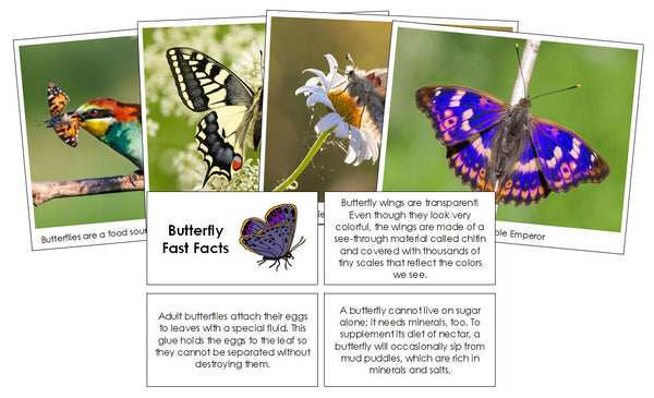 Butterfly Fast Facts & Pictures - Montessori Digital Download ...