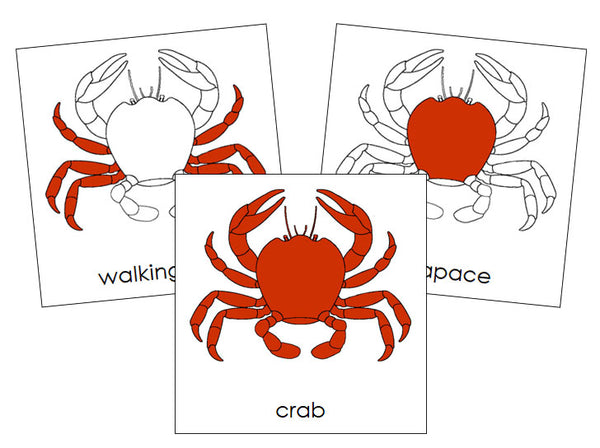 Crab Nomenclature Cards - Montessori Print Shop