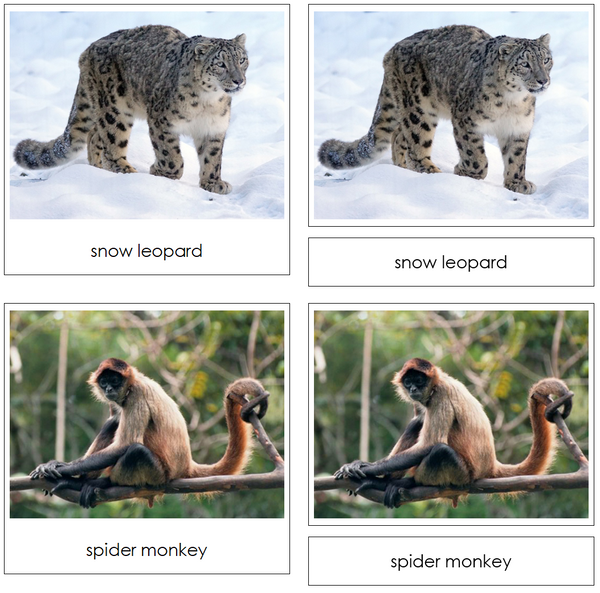 Endangered Species (Land) Safari Toob Cards - Montessori Print Shop ...