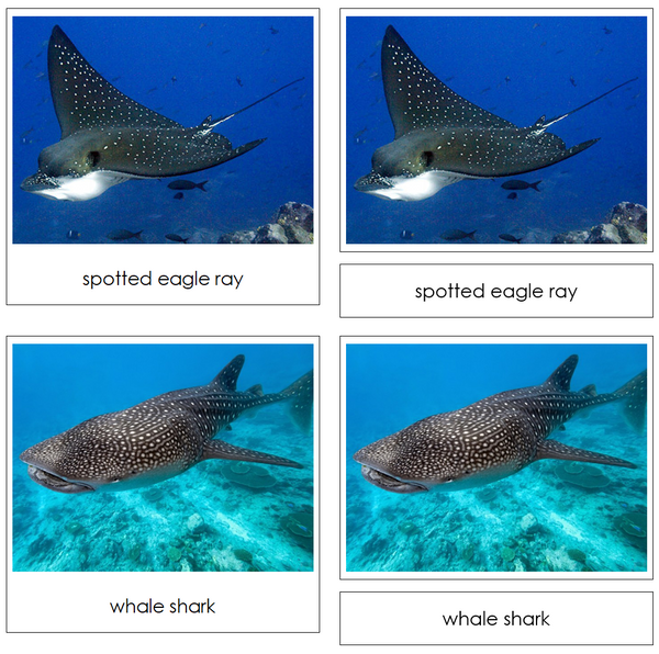 Endangered Species (Marine) Safari Toob Cards - Montessori Print Shop ...