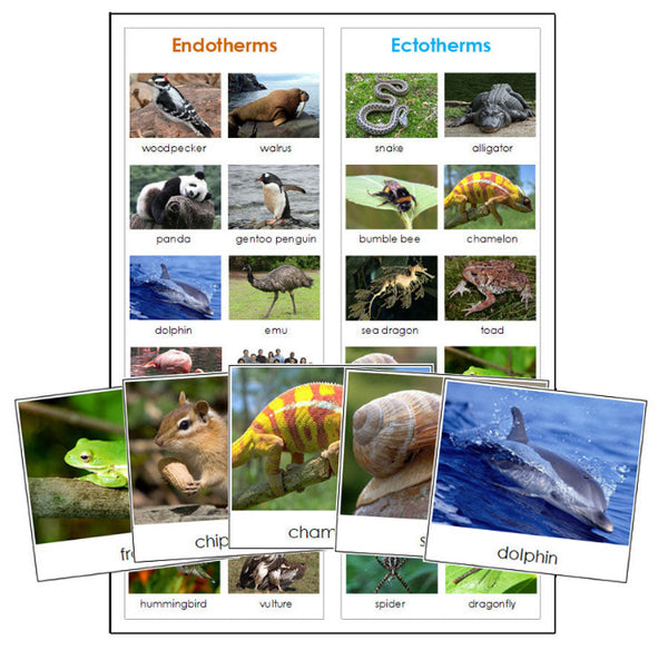 Endothermic Animals List