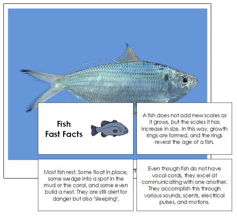 Fish Fast Facts - Montessori Print Shop