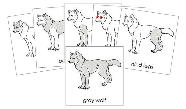 Gray Wolf Nomenclature Cards - Montessori Print Shop