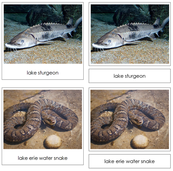Great Lakes Safari Toob Cards - Montessori Print Shop Digital Download