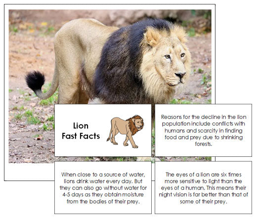 Lion Fast Fact Cards - Montessori Print Shop - Montessori Print Shop - USA