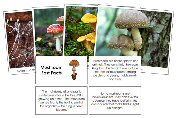 Mushroom Fast Facts & Pictures - Montessori Digital Download ...