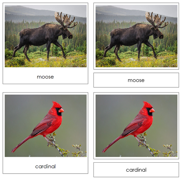 Nature Safari Toob Cards by Montessori Print Shop