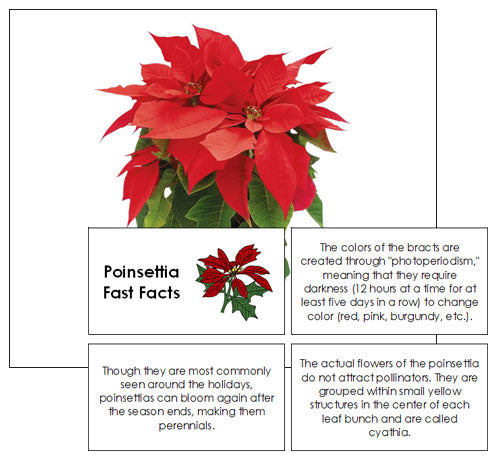 Poinsettia Fast Fact Cards - Montessori Print Shop