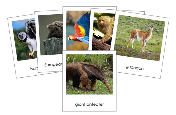 South America Continent Bundle - Montessori Print Shop Digital Download