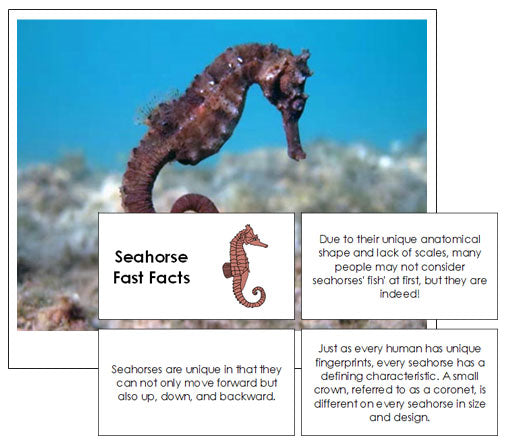 Seahorse Fast Fact Cards - Montessori Print Shop