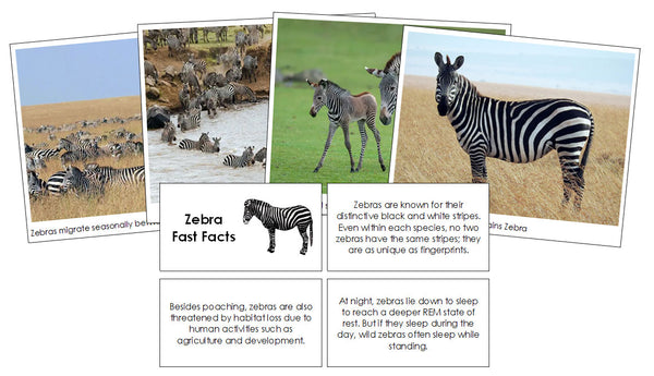 Zebra Fast Facts & Pictures - Montessori Digital Download - Montessori ...