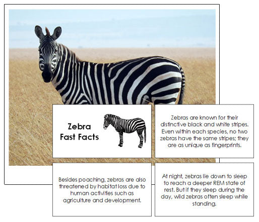 Zebra Fast Fact Cards - Montessori Print Shop