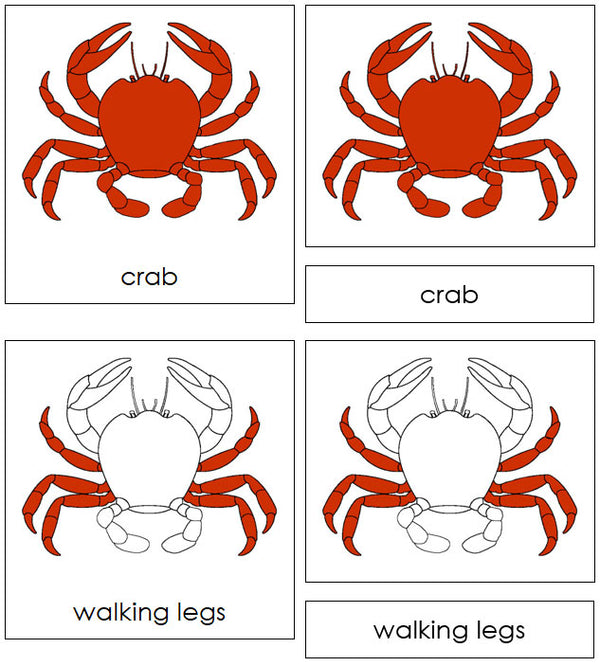 Crab Nomenclature Cards (red) - Montessori Print Shop