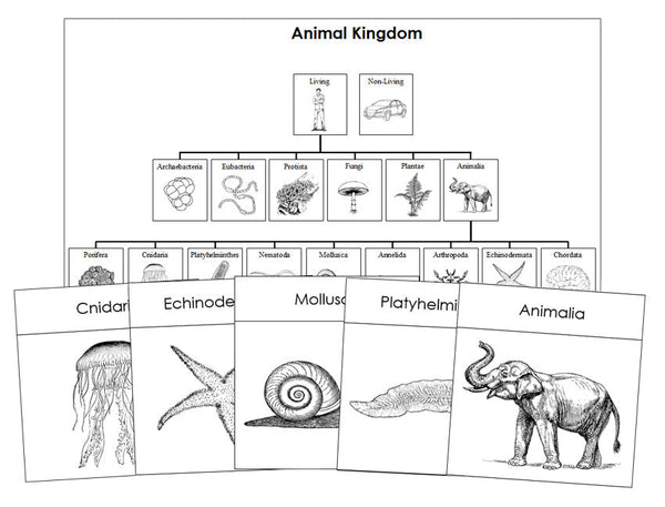 Animal Kingdom Charts & Cards (Blackline Masters) - Montessori Print ...