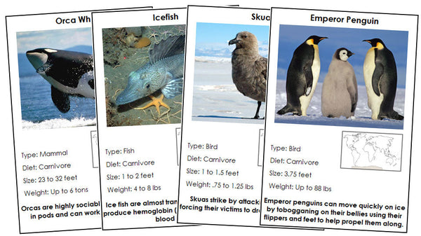 Animals of the World Information Cards Bundle (color-coded ...