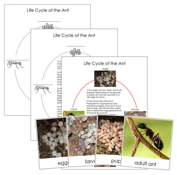 Ant Life Cycle Nomenclature Cards - Montessori Print Shop