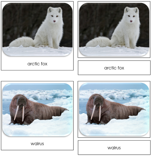 Arctic Safari Toob Cards - Montessori Print Shop