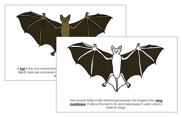 Bat Nomenclature Book - Montessori Print Shop