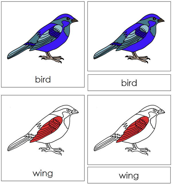 Zoology Nomenclature Bundle (Red) Set 1 - Montessori Print Shop