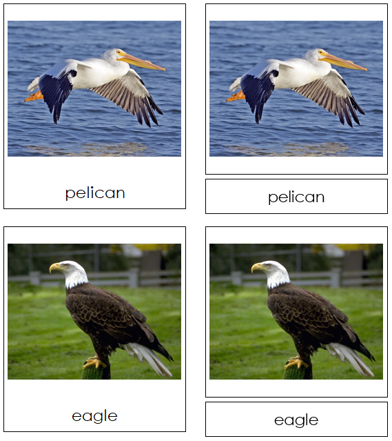 Birds - Montessori Print Shop