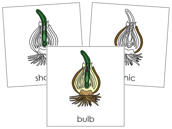 Bulb Nomenclature - Montessori Print Shop