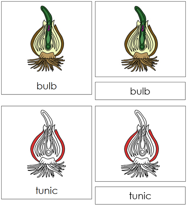 Botany Nomenclature Bundle (Red) Set 2 - Montessori Print Shop