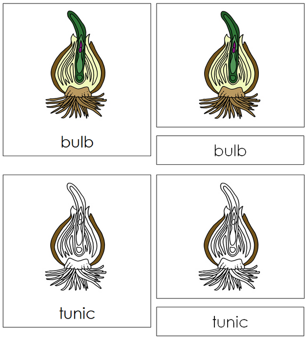 Botany Nomenclature Bundle Set 2 - Montessori Digital Download ...