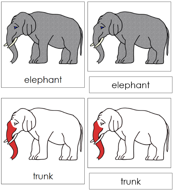 Elephant Nomenclature Cards (red) - Montessori Print Shop