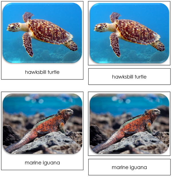 Endangered Species (Marine) Safari Toob Cards - Montessori Print Shop