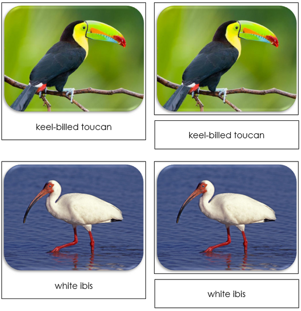 Exotic Birds Safari Toob Cards - Montessori Print Shop