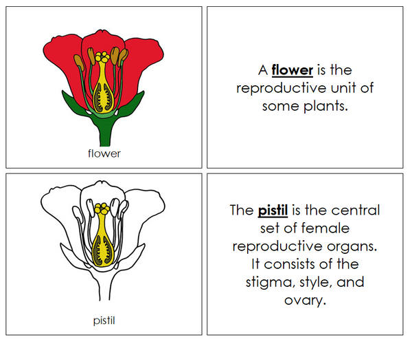 Botany Nomenclature Bundle Set 1 - Montessori Print Shop