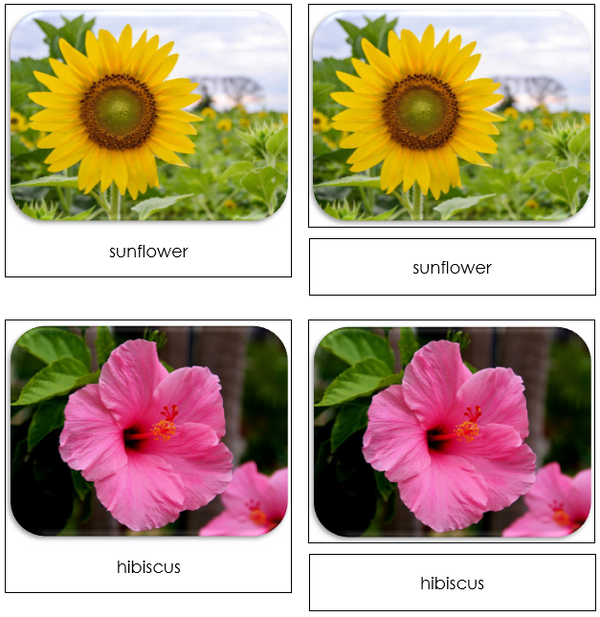 Flowers Safari Toob Cards - Montessori Print Shop