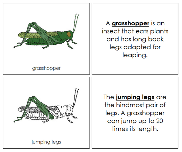 Grasshopper Nomenclature Book - Montessori Print Shop