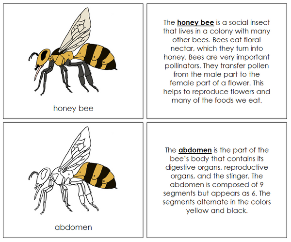 Honey Bee Nomenclature Book - Montessori Print Shop
