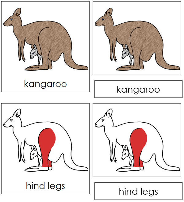 Kangaroo Nomenclature Cards (red) - Montessori Print Shop