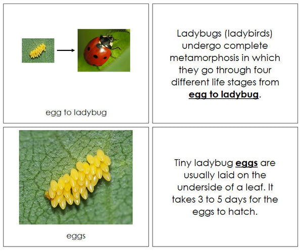 Ladybug Life Cycle Nomenclature Book - Montessori Print Shop Digital ...