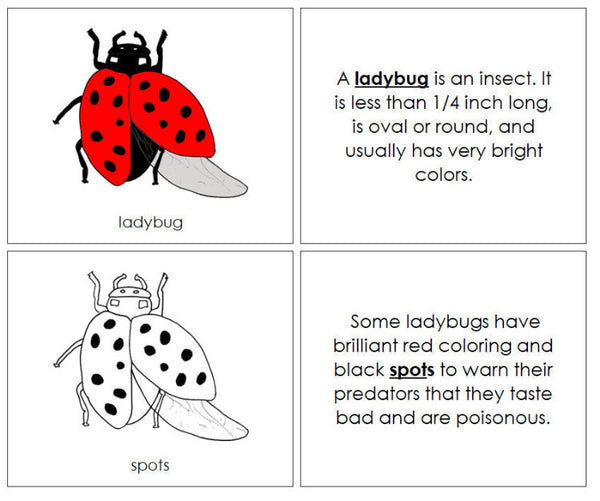 Ladybug Nomenclature Book - Montessori Print Shop