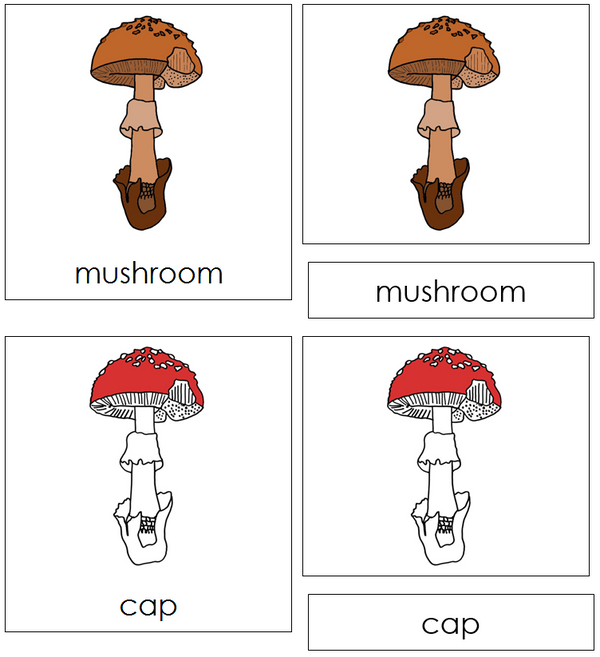 Mushroom Nomenclature Cards (red) - Montessori Print Shop