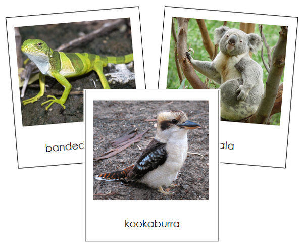 Australia & Oceania Continent Study - Montessori Print Shop