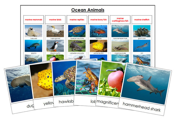 Ocean Animals Sorting - Montessori Print Shop