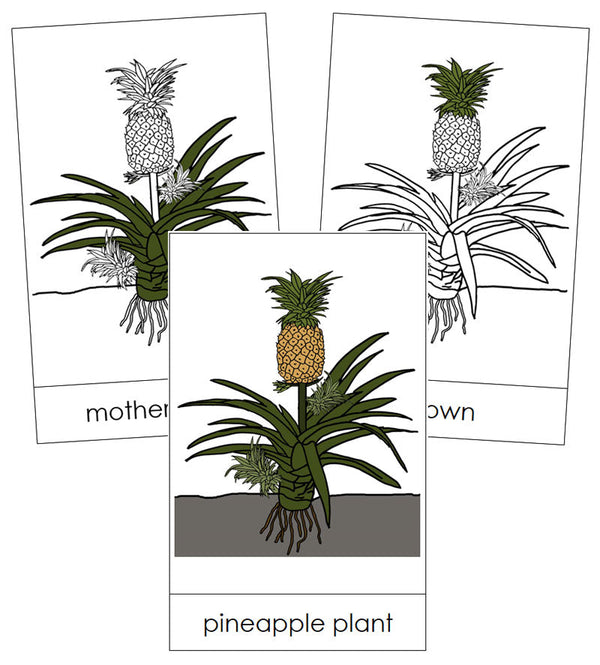 Pineapple Plant Nomenclature Cards - Montessori Print Shop