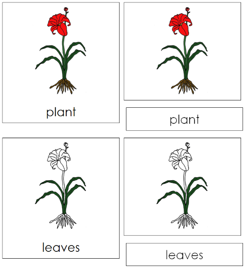 plant naming system